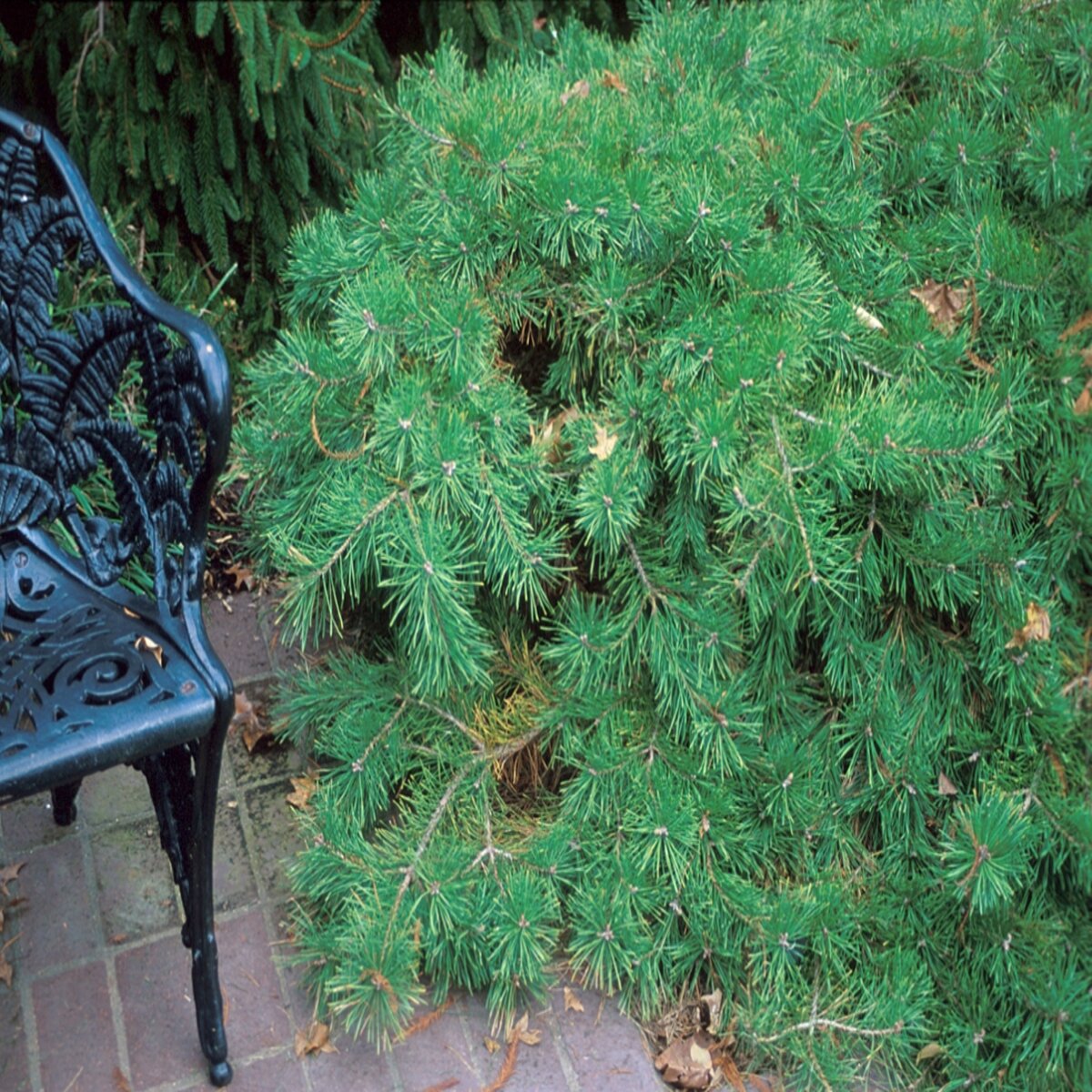 Pinus Sylvestris Hillside Creeper Scots Pine | SiteOne