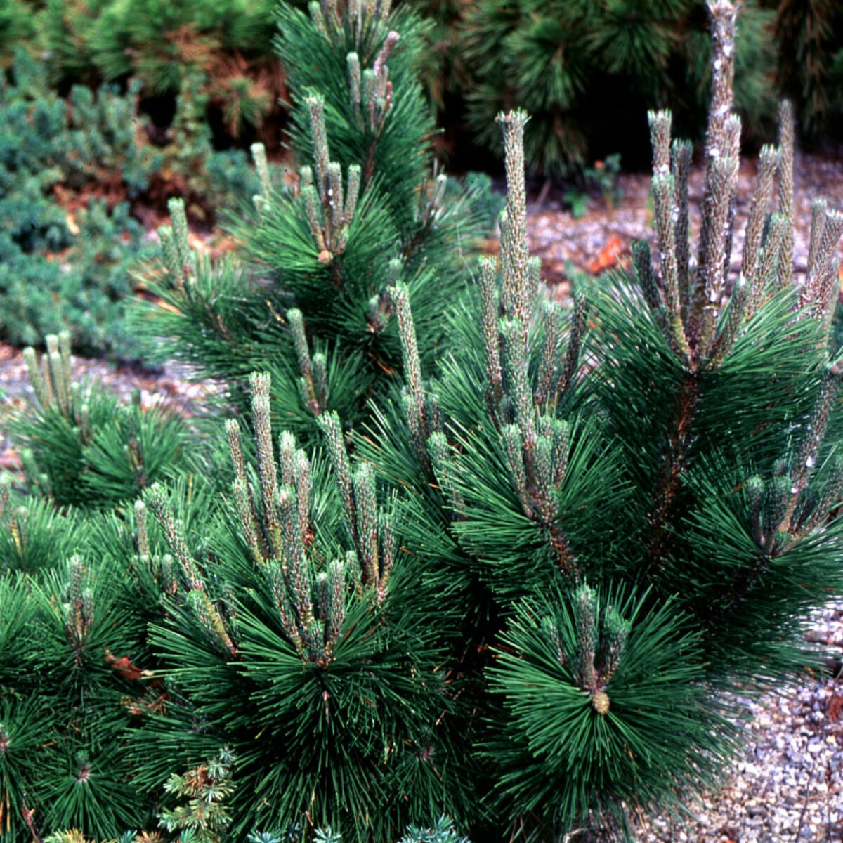 Pinus Thunbergii Thunderhead Japanese Black Pine | SiteOne