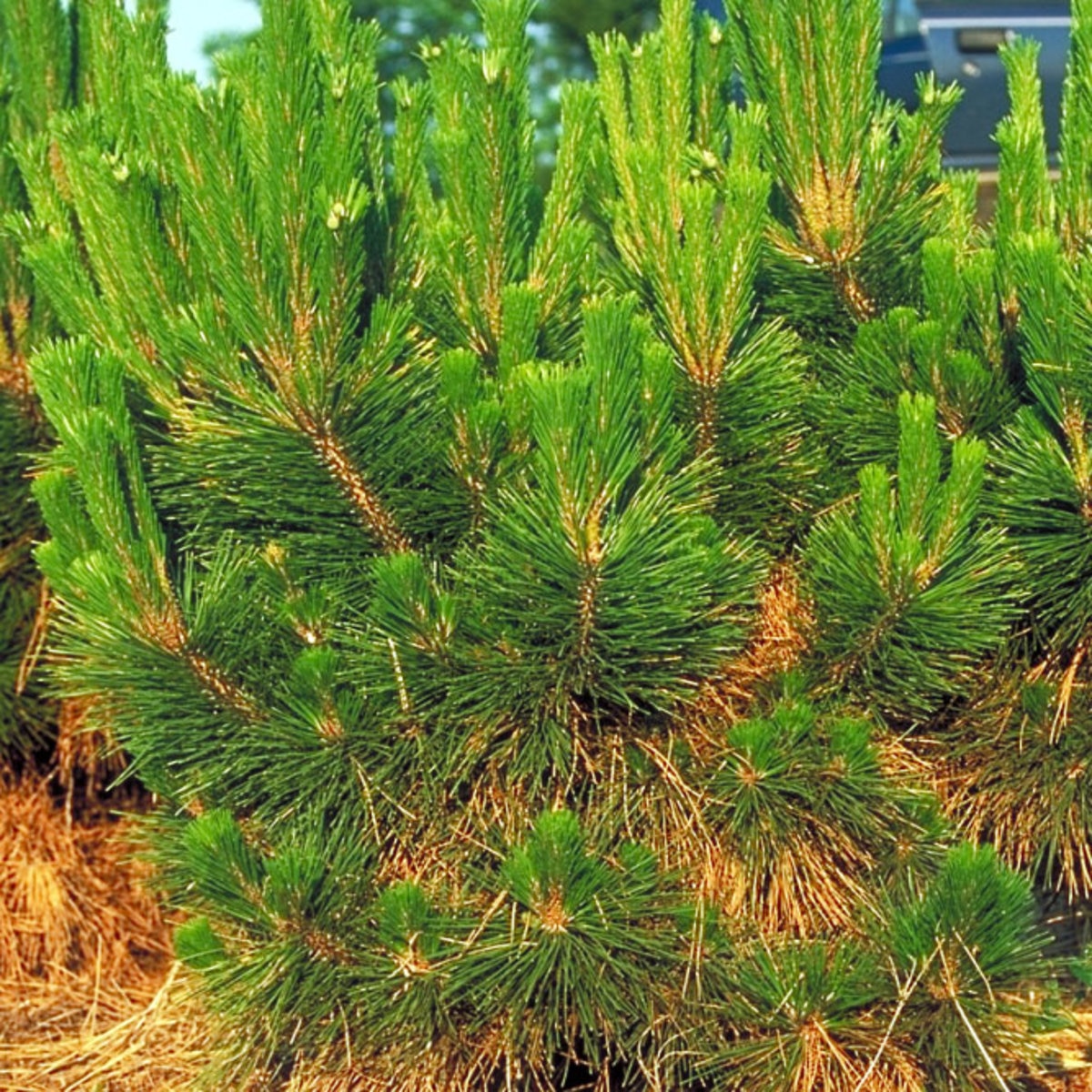 Pinus Thunbergii Thunderhead Japanese Black Pine | SiteOne
