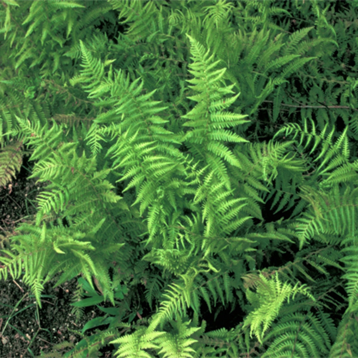 Athyrium Filix-Femina Lady Fern | SiteOne