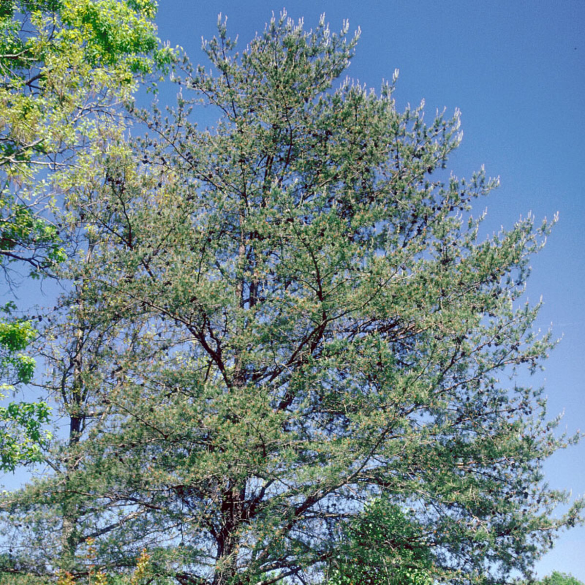Pinus Virginiana Scrub Pine | SiteOne