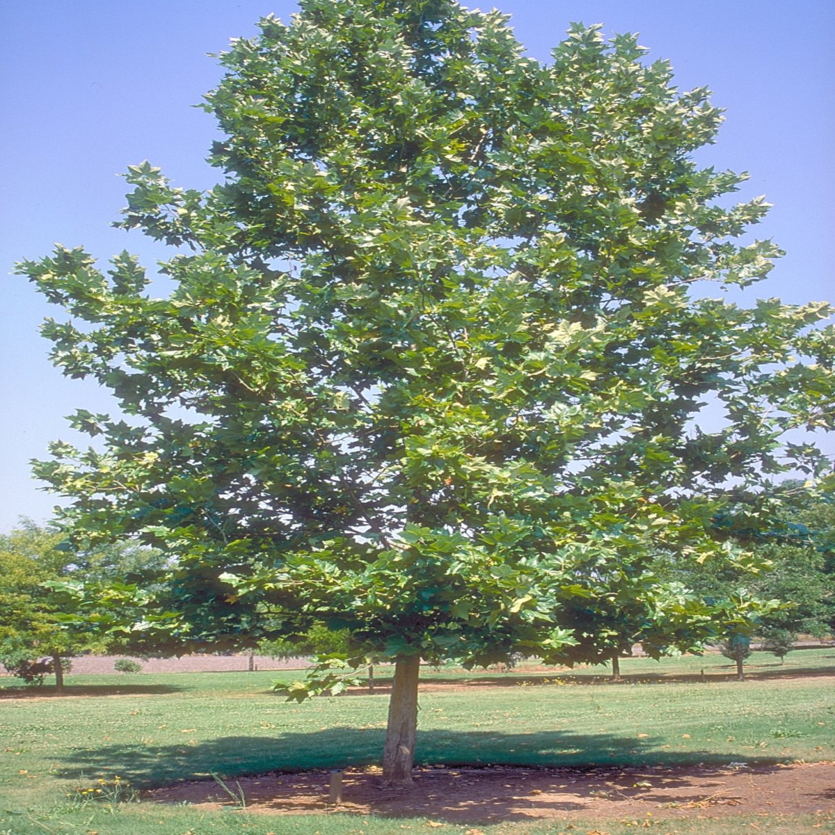 Platanus X Acerifolia Columbia London Planetree | SiteOne