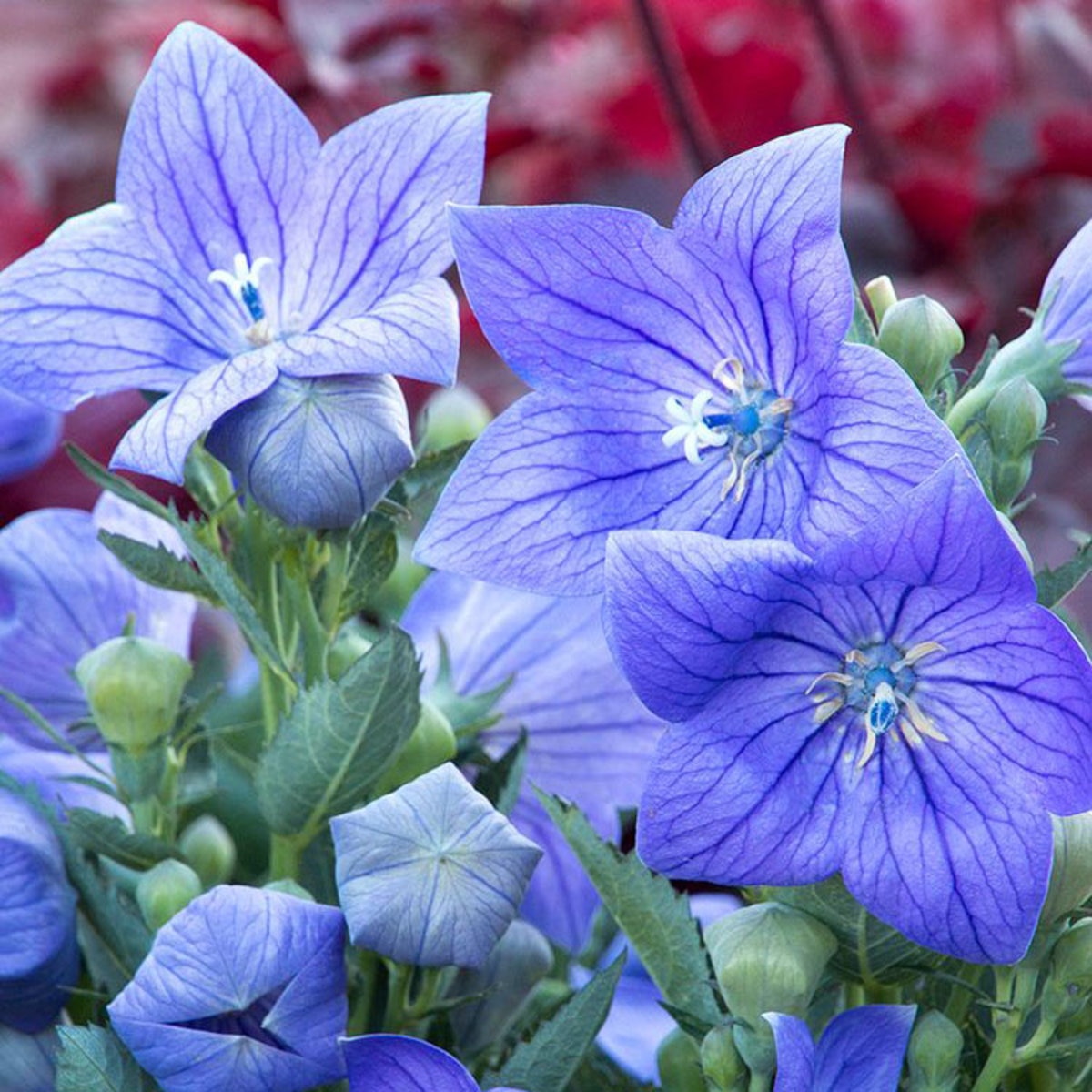 Platycodon Grandiflorus Sentimental Blue Balloon Flower | SiteOne