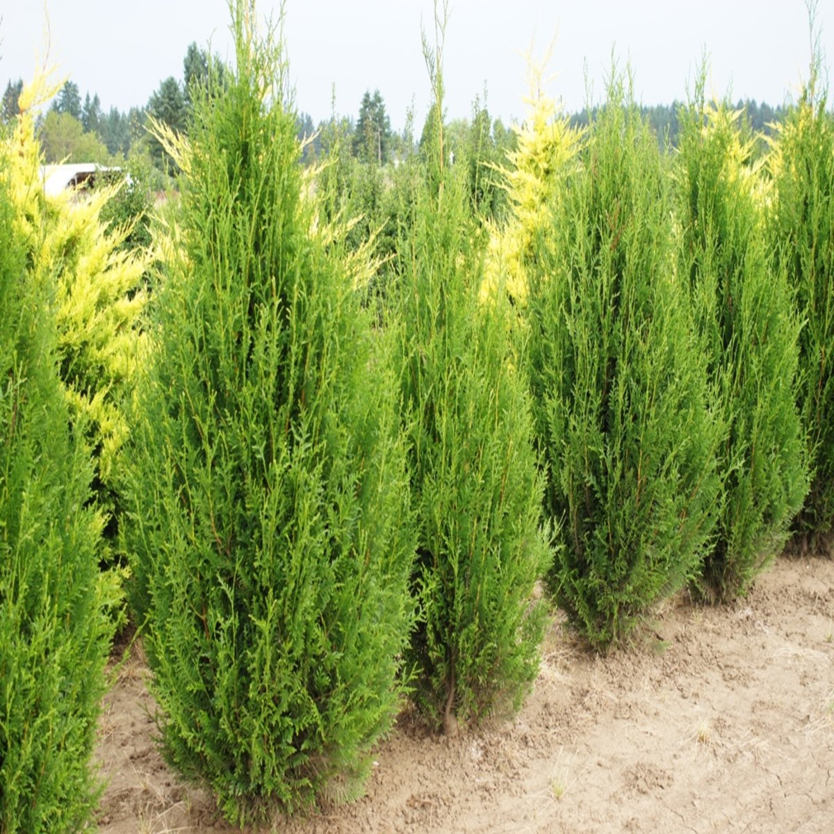 Thuja Plicata Virescens Western Red Cedar | SiteOne
