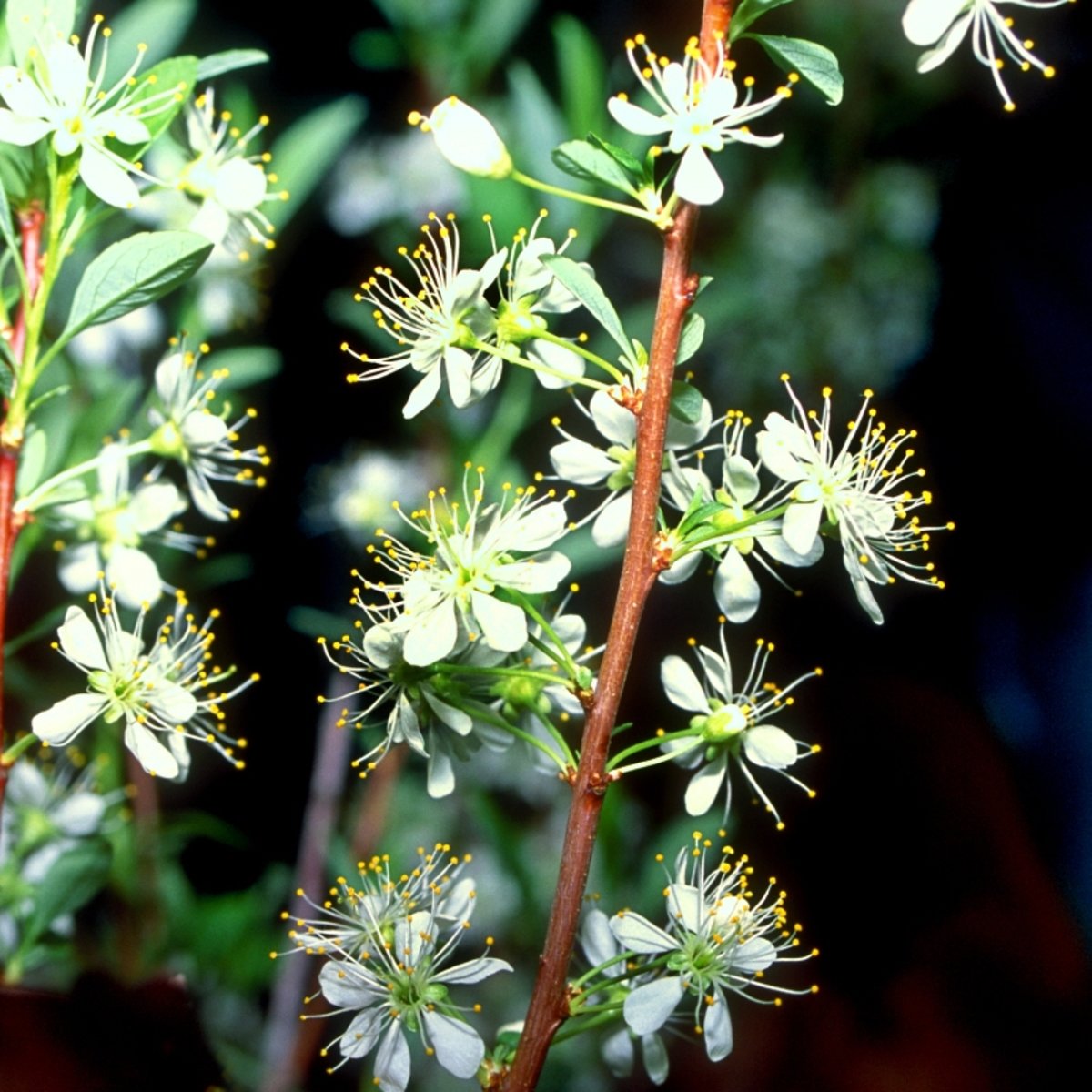Prunus Besseyi Sand Cherry | SiteOne