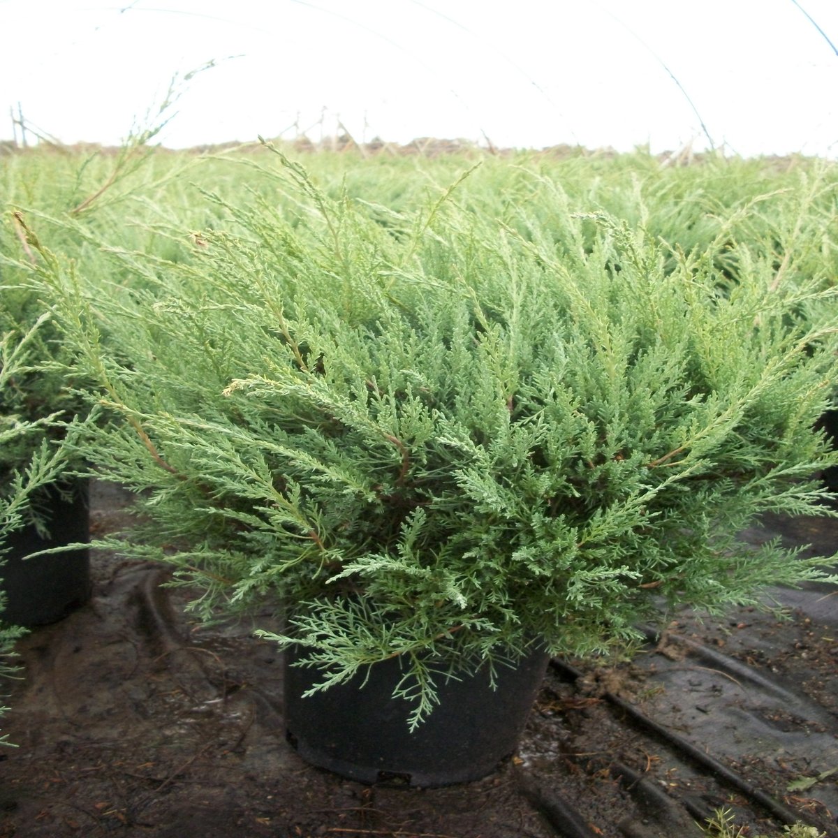 Juniperus Chinensis Hetzii Glauca Chinese Juniper | SiteOne