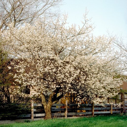 Prunus Mexicana Mexican Plum | SiteOne