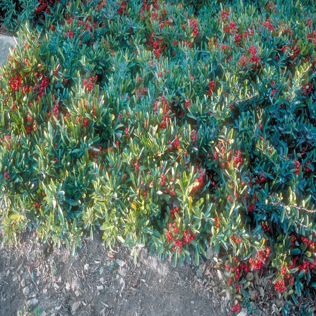 Pyracantha Koidzumii Santa Cruz Formosa Firethorn | SiteOne