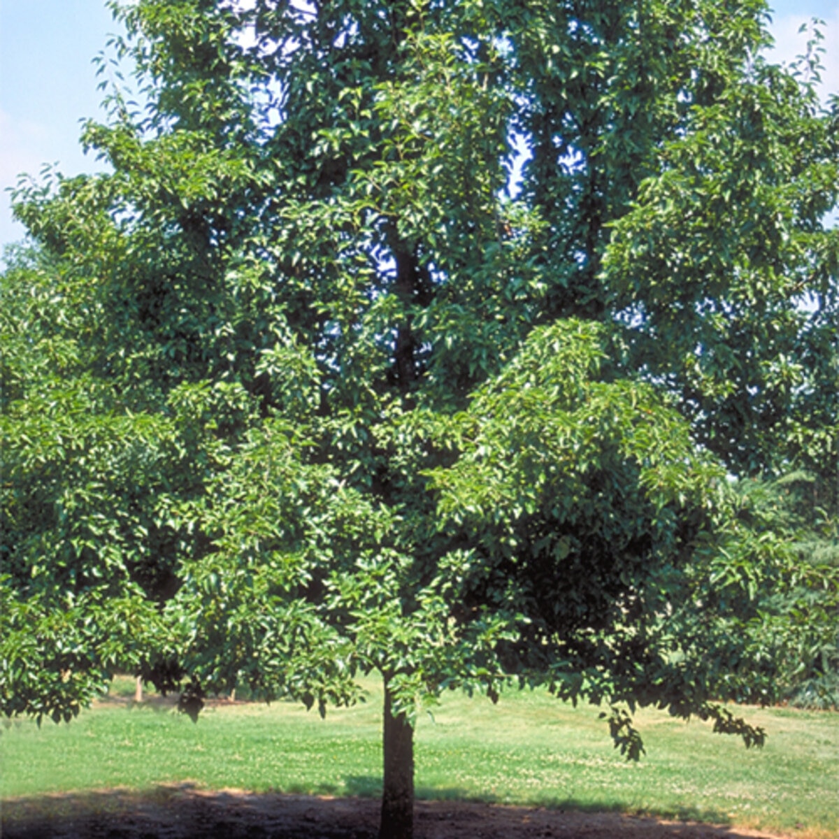 Pyrus Calleryana Redspire Flowering Pear | SiteOne