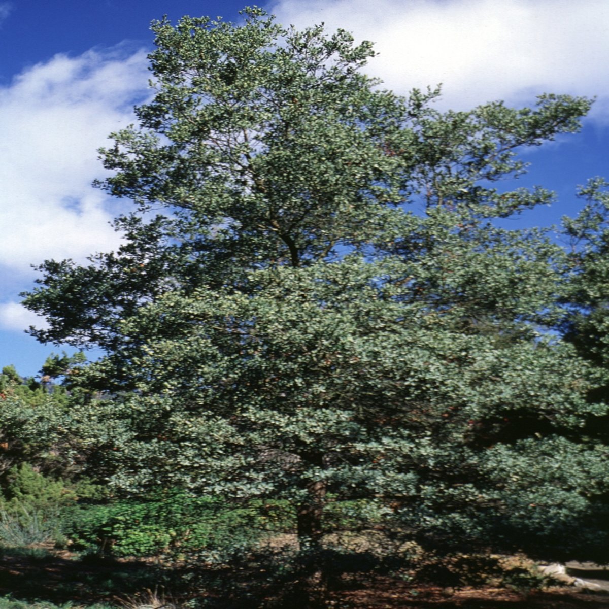 Quercus Engelmannii Engelmann Oak | SiteOne
