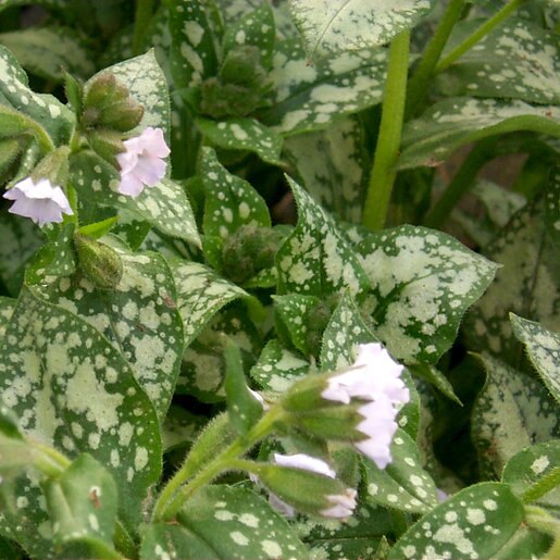 Pulmonaria X Moonshine Lungwort | SiteOne