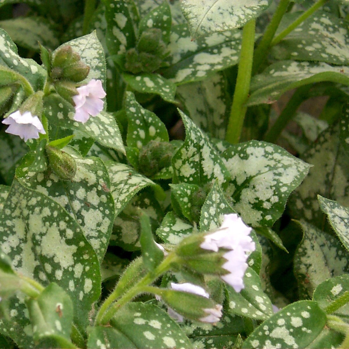 Pulmonaria X Moonshine Lungwort | SiteOne