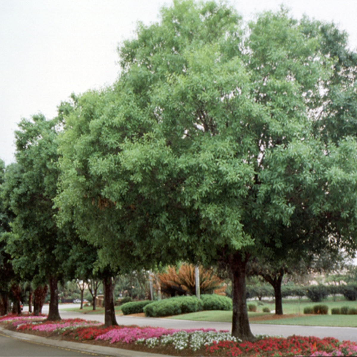 Quercus Laurifolia Laurel Oak | SiteOne