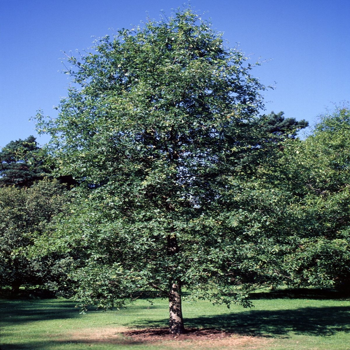 Quercus Lobata Valley Oak | SiteOne