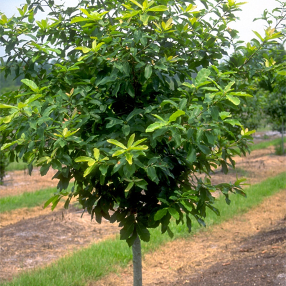 Quercus Polymorpha Mexican White Oak | SiteOne