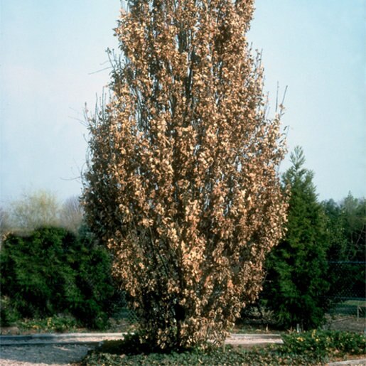 Quercus Robur Skyrocket English Oak | SiteOne