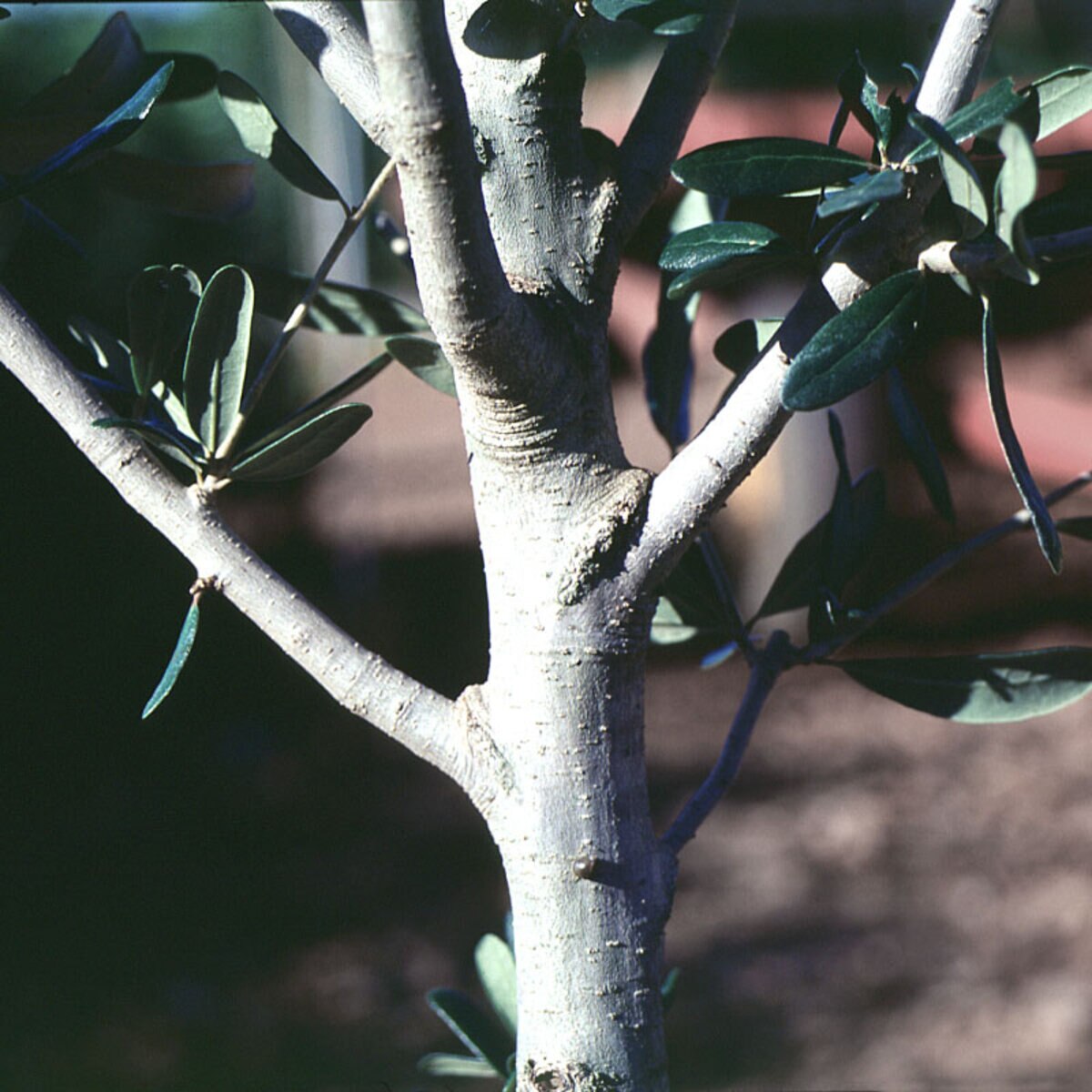 Quercus Virginiana Highrise Highrise Live Oak | SiteOne