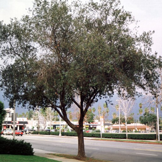 Quercus Wislizeni Interior Live Oak | SiteOne