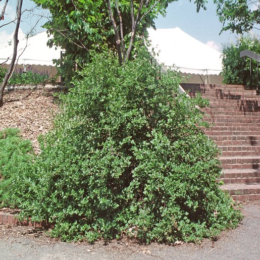 Ribes Alpinum Green Mound Alpine Currant | SiteOne