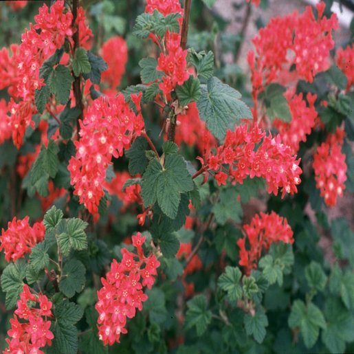 Ribes Sanguineum King Edward VII Flowering Currant | SiteOne