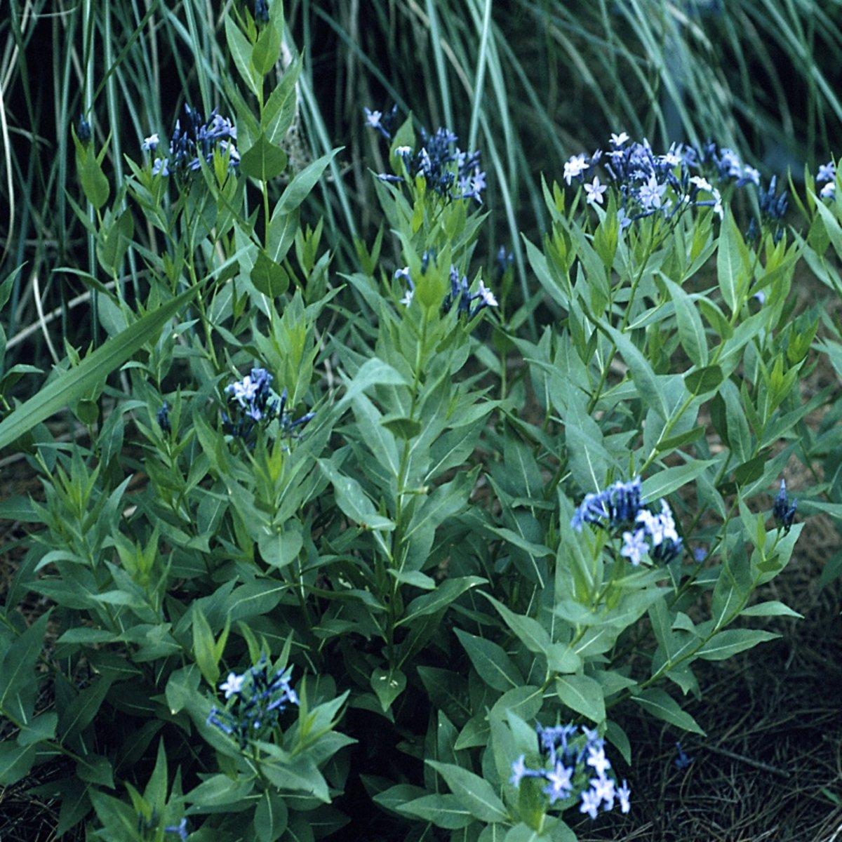 Amsonia X Blue Ice Bluestar | SiteOne