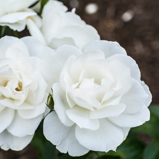 Rosa Floribunda Iceberg White Shrub Rose | SiteOne
