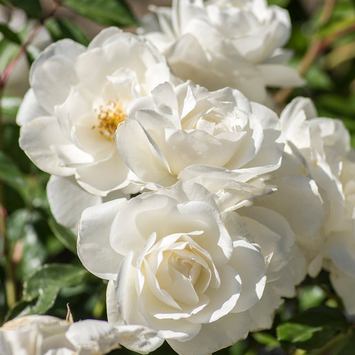 Rosa Floribunda Iceberg White Shrub Rose | SiteOne