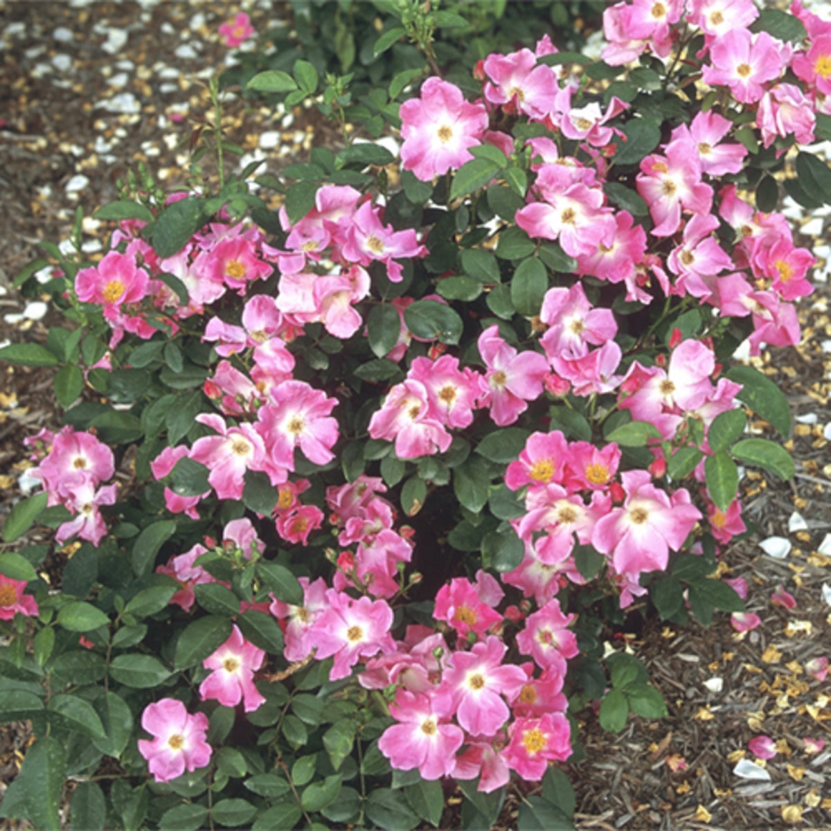 Rosa Floribunda Nearly Wild Rose | SiteOne