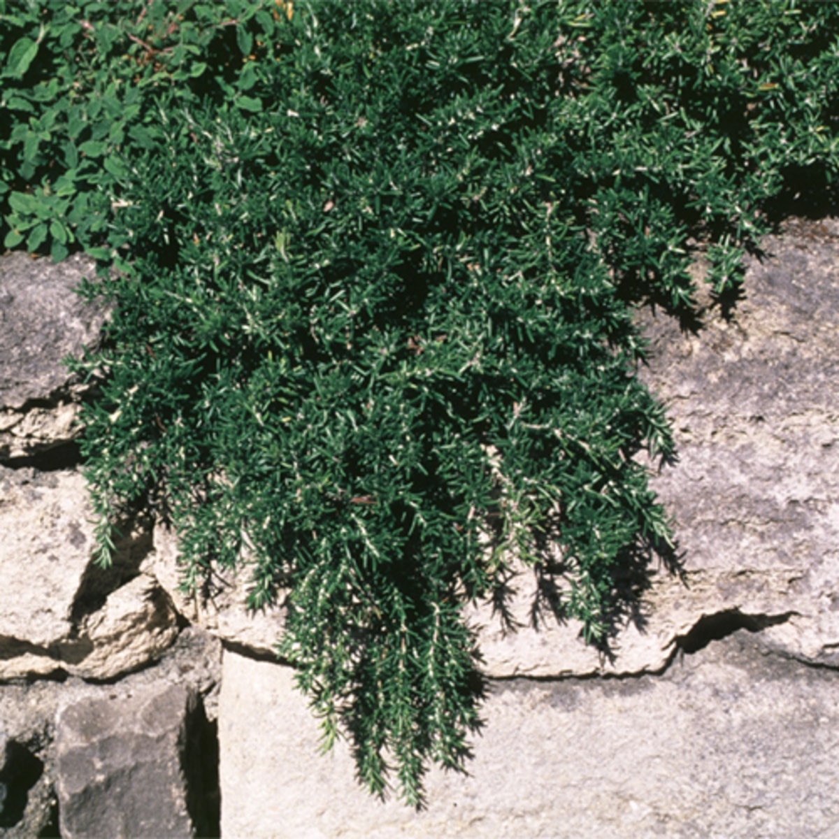Rosmarinus Officinalis Lockwood De Forest Rosemary | SiteOne