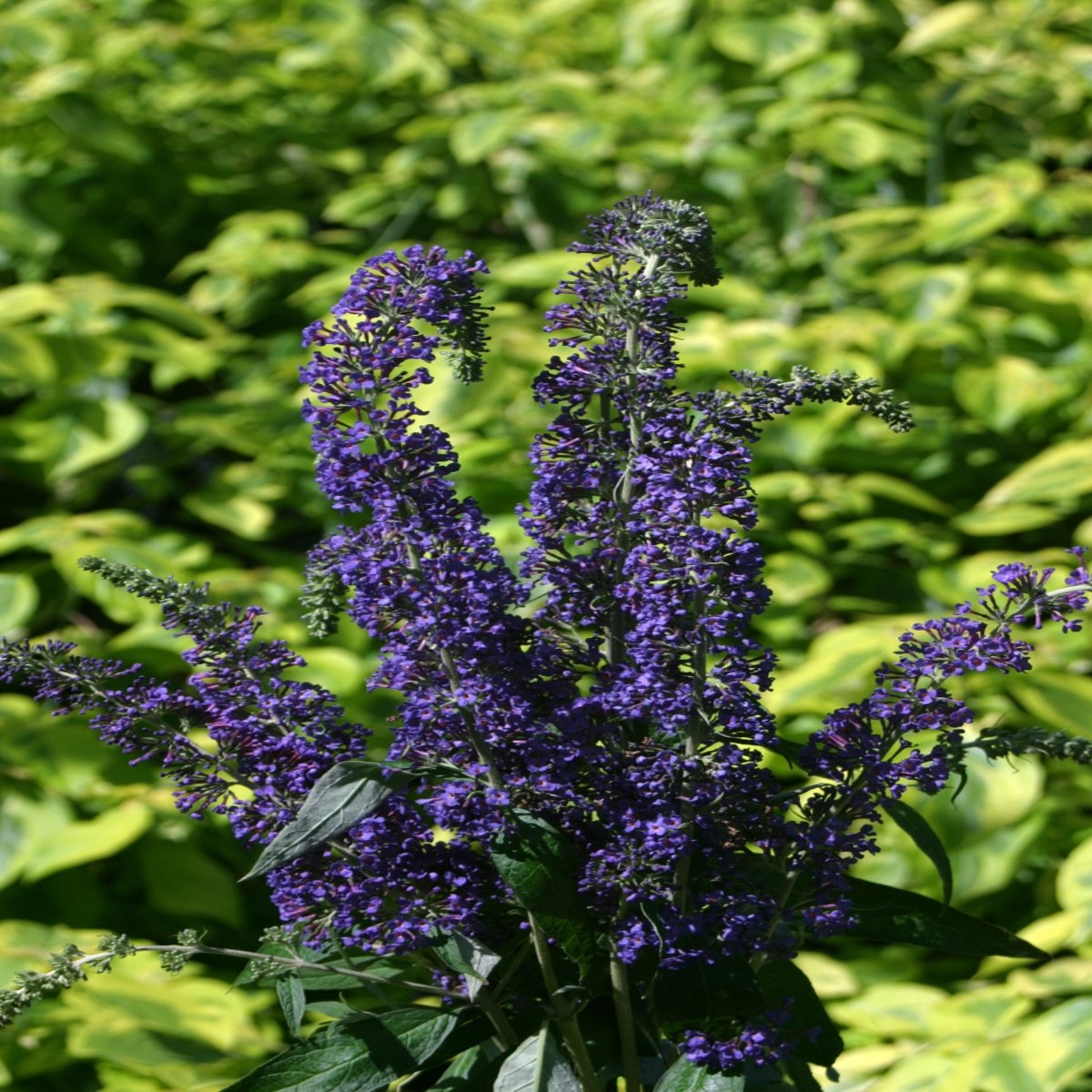 Buddleia Davidii Color Choice Adokeep Adonis Blue Butte | SiteOne