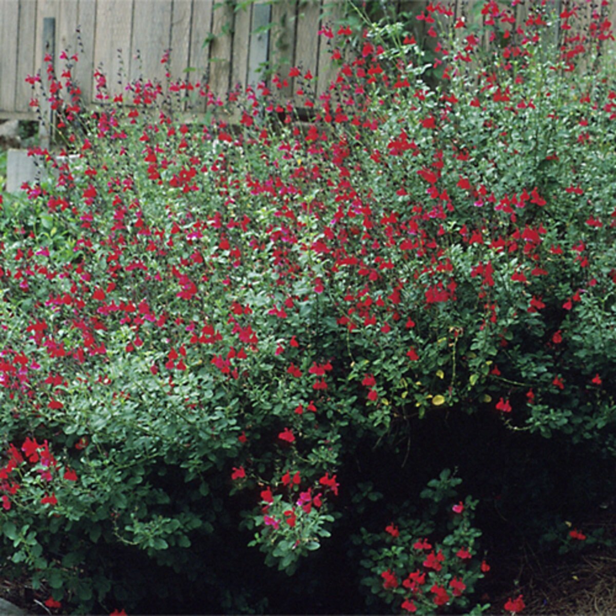 Salvia Greggii Cherry Queen Autumn Sage | SiteOne