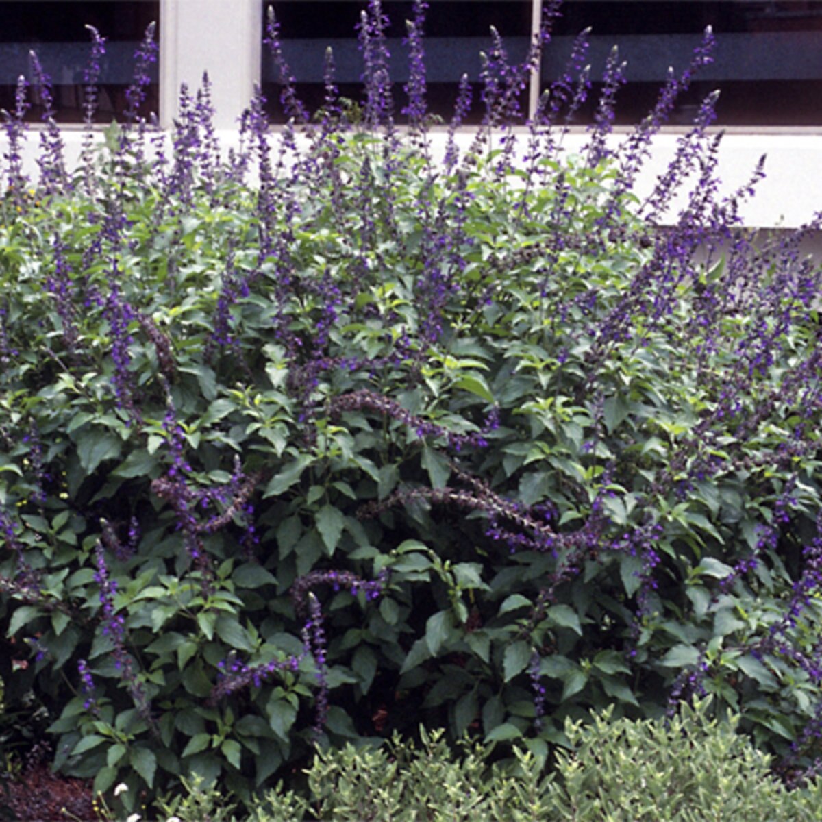 Salvia X Indigo Spires Sage | SiteOne