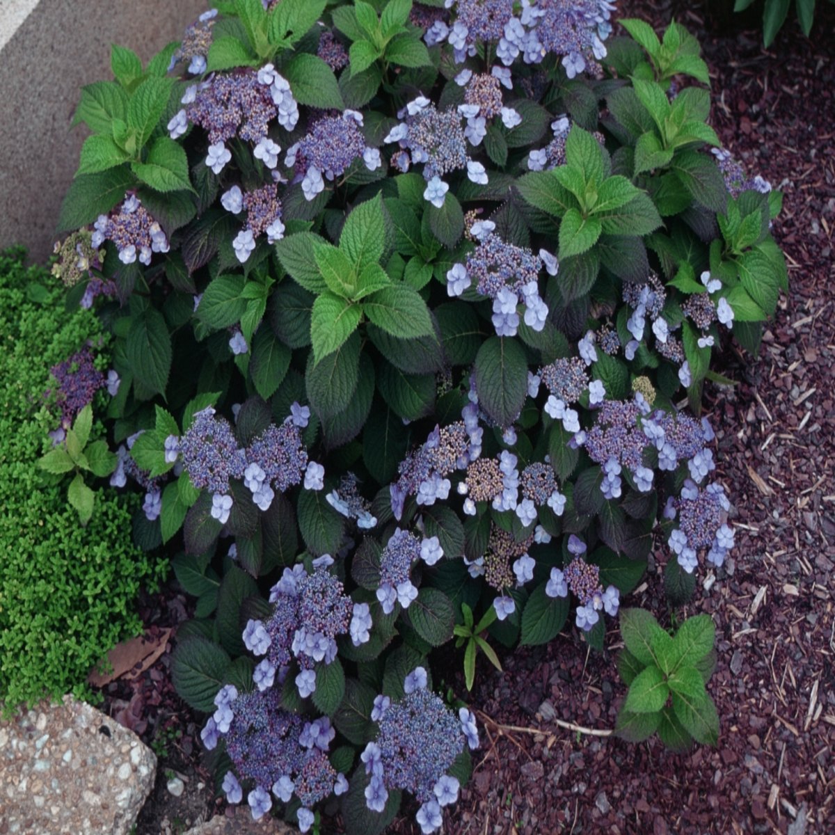 Hydrangea Serrata Blue Billow Lacecap Hydrangea | SiteOne