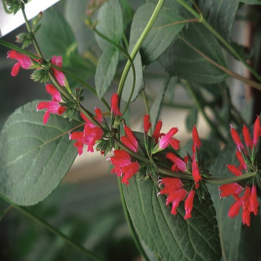 Salvia Chiapensis Sage | SiteOne