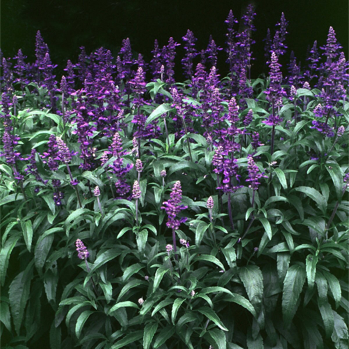 Salvia Farinacea Mealy Cup Sage | SiteOne
