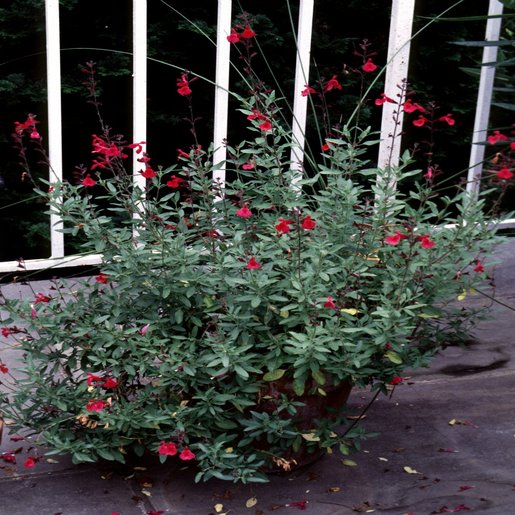 Salvia Greggii Raspberry Ripple Autumn Sage | SiteOne