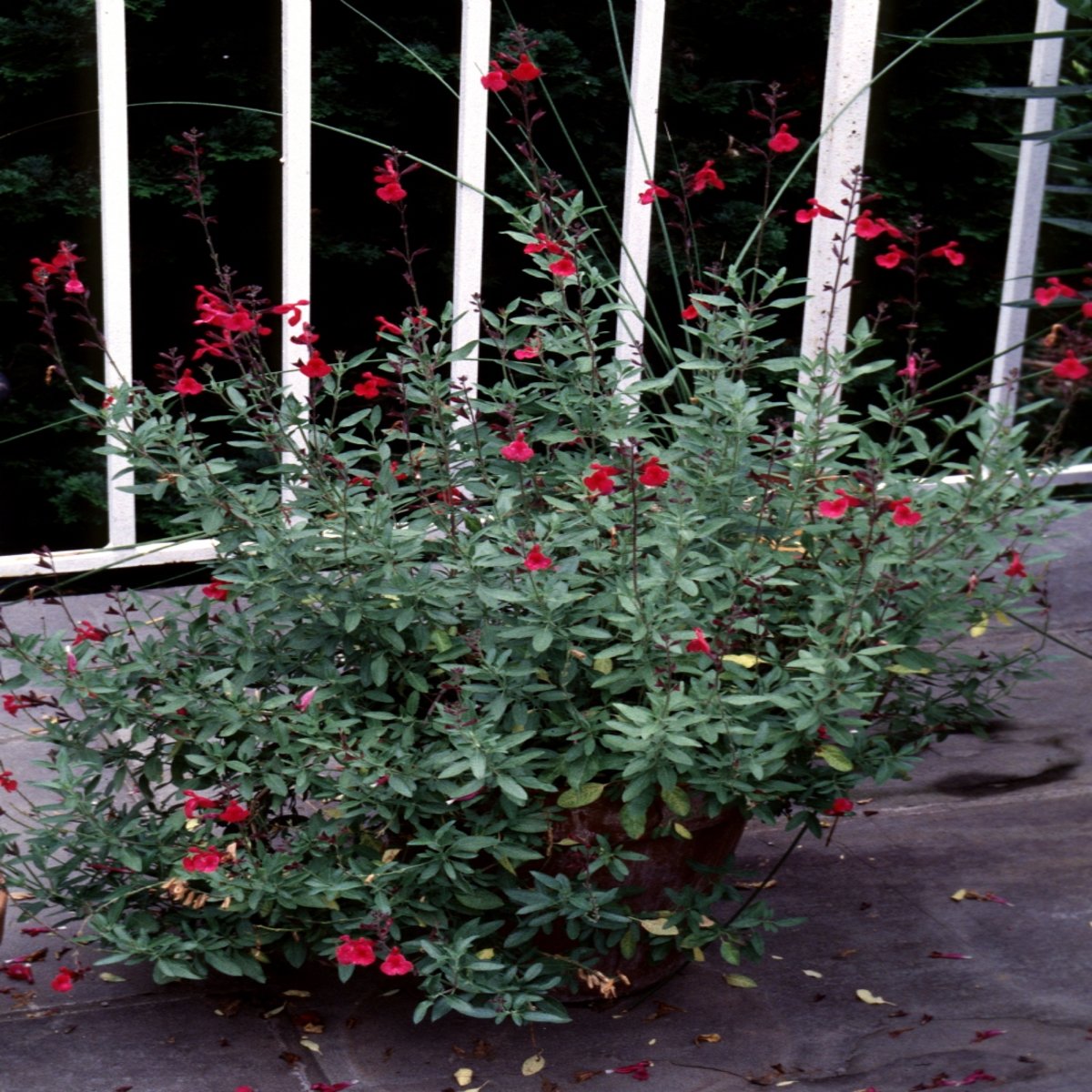 Salvia Greggii Raspberry Ripple Autumn Sage | SiteOne