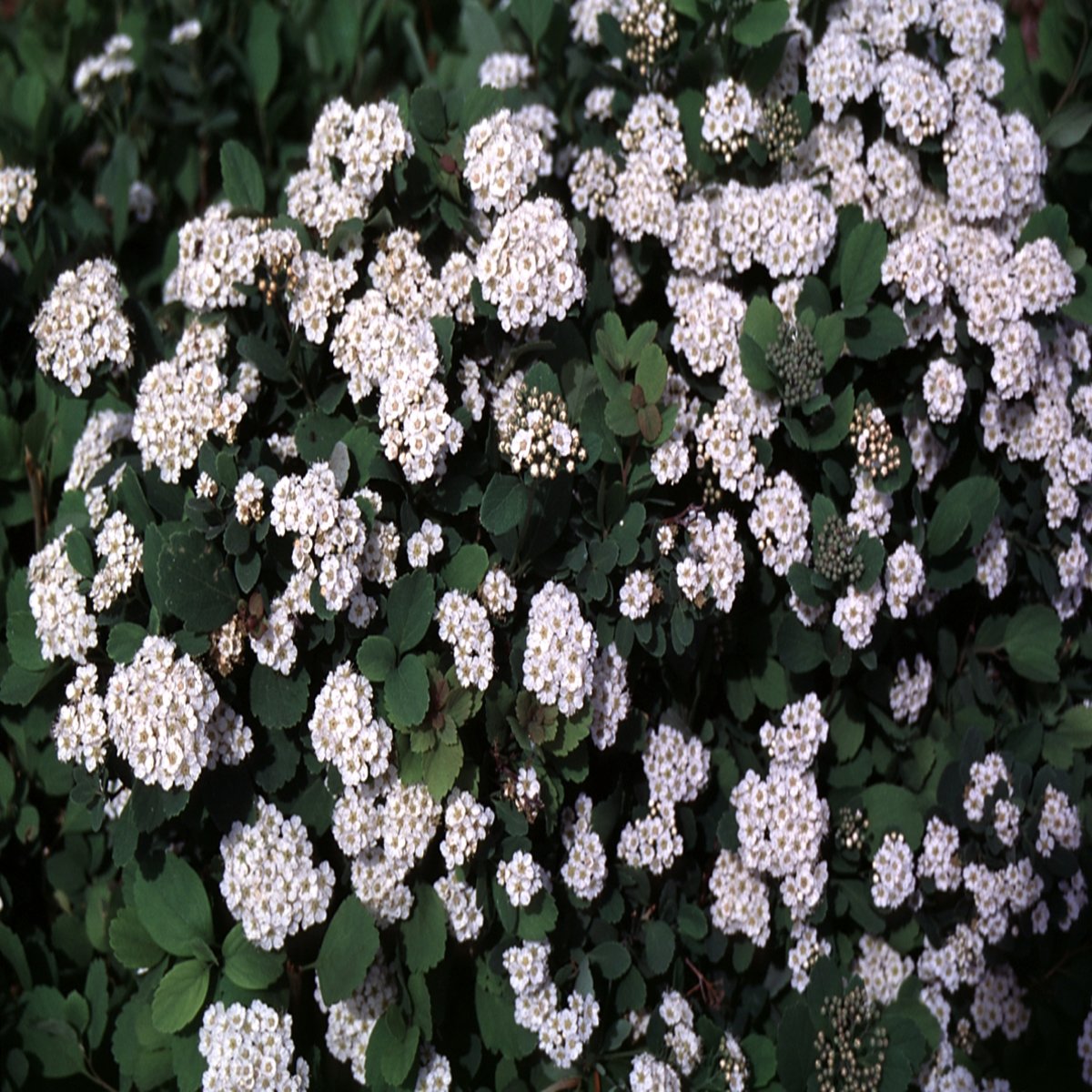 Spiraea Betulifolia Tor Birchleaf Spirea | SiteOne