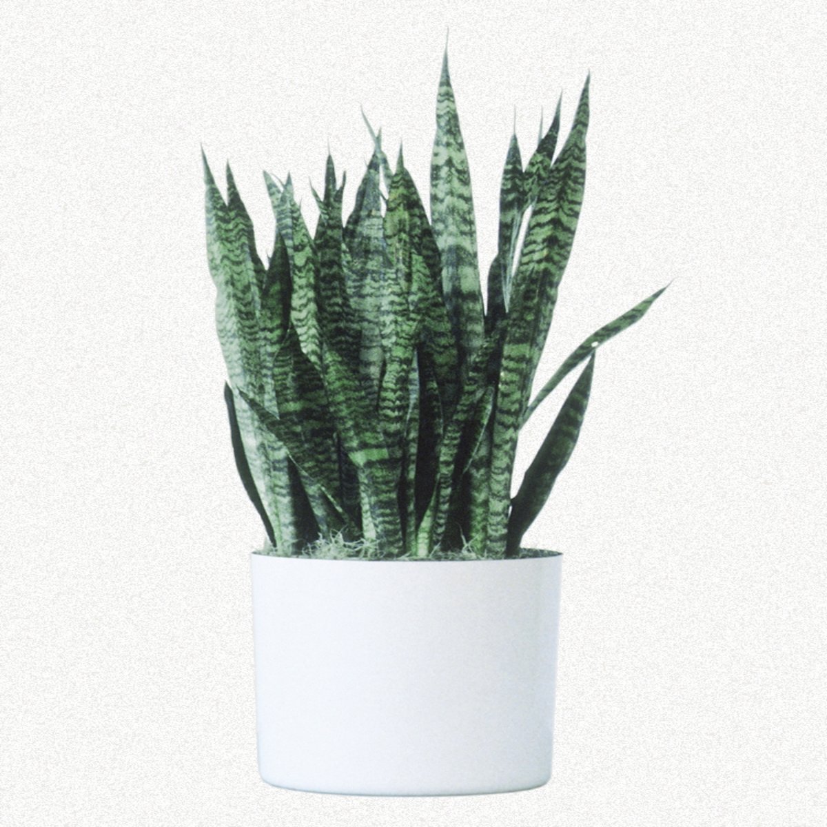 Sansevieria Zeylanica Bowstring Hemp | SiteOne