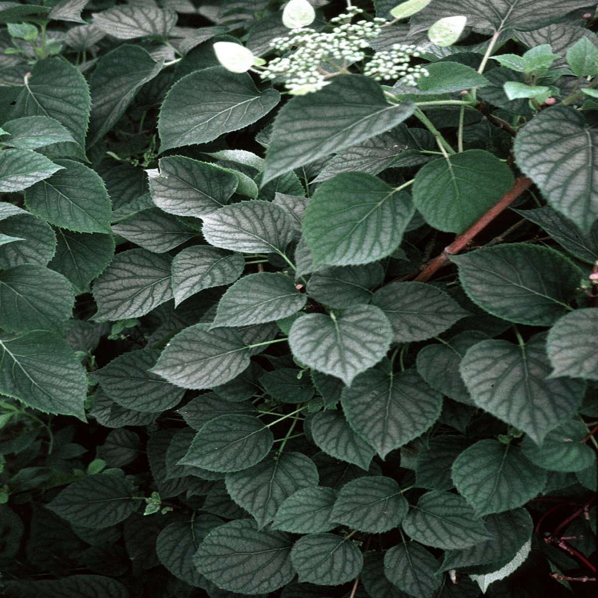 Schizophragma Hydrangeoides Moonlight Chinese Hydrangea | SiteOne