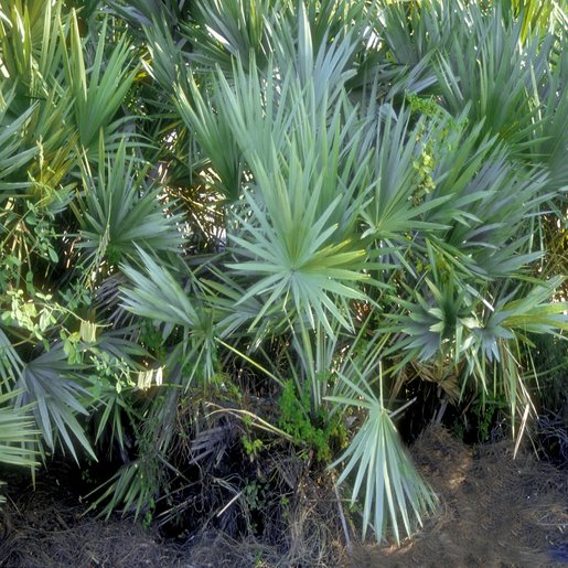 Serenoa Repens Saw Palmetto | SiteOne