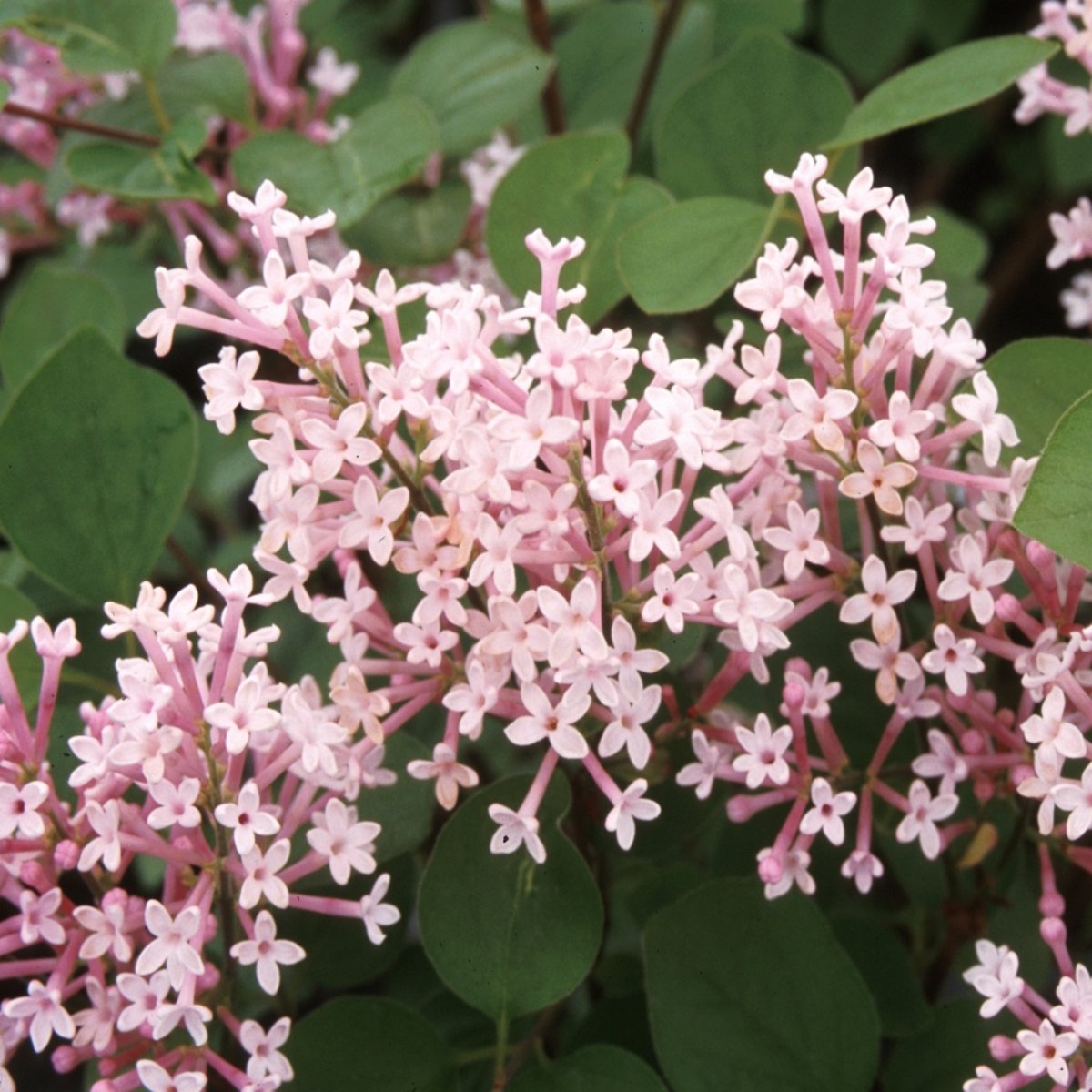 Syringa X Bailbelle Tinkerbelle Lilac | SiteOne
