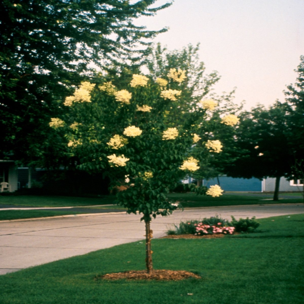 Syringa Pekinensis China Snow Peking Lilac | SiteOne