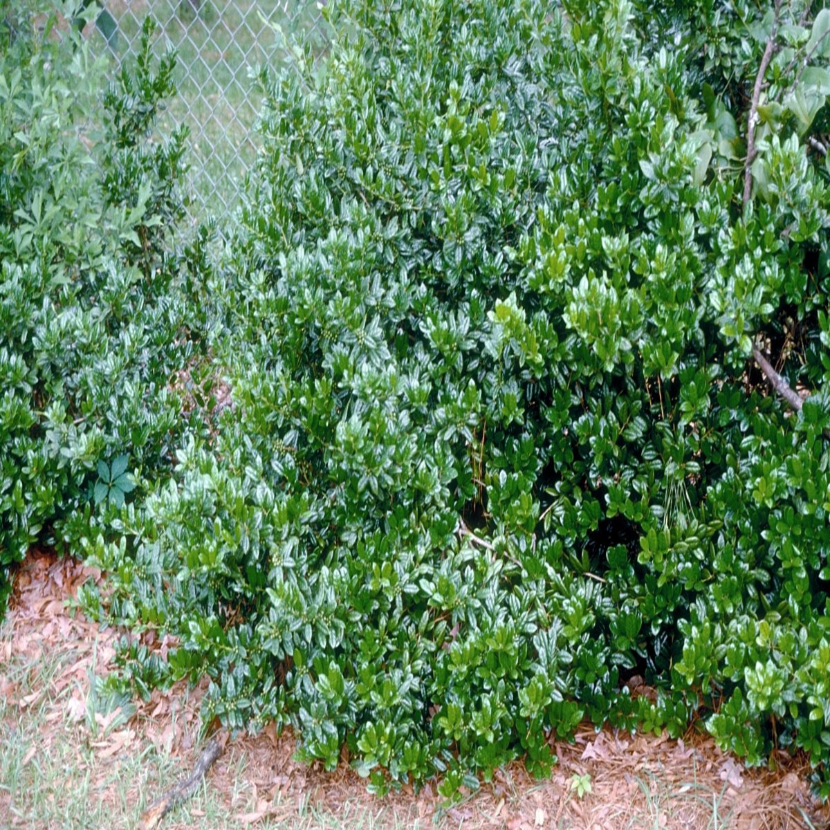 Ilex Cornuta Burfordii Nana Burford Dwarf Chinese Holly | SiteOne