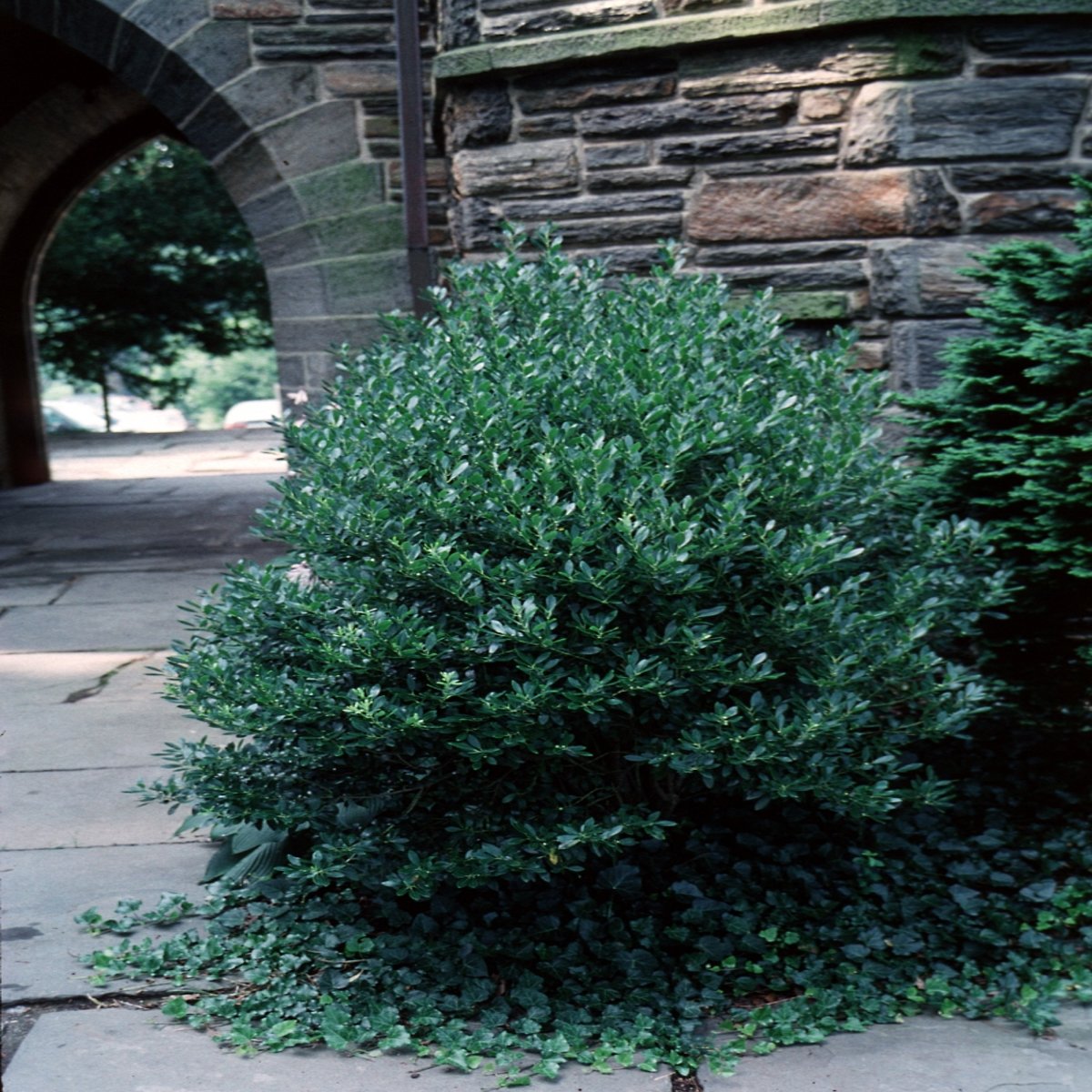 Ilex Glabra Densa Inkberry Holly | SiteOne