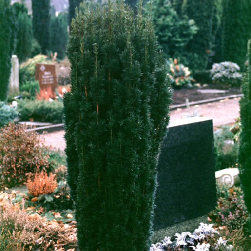 Taxus Baccata Stricta Fastigiata Irish Yew | SiteOne