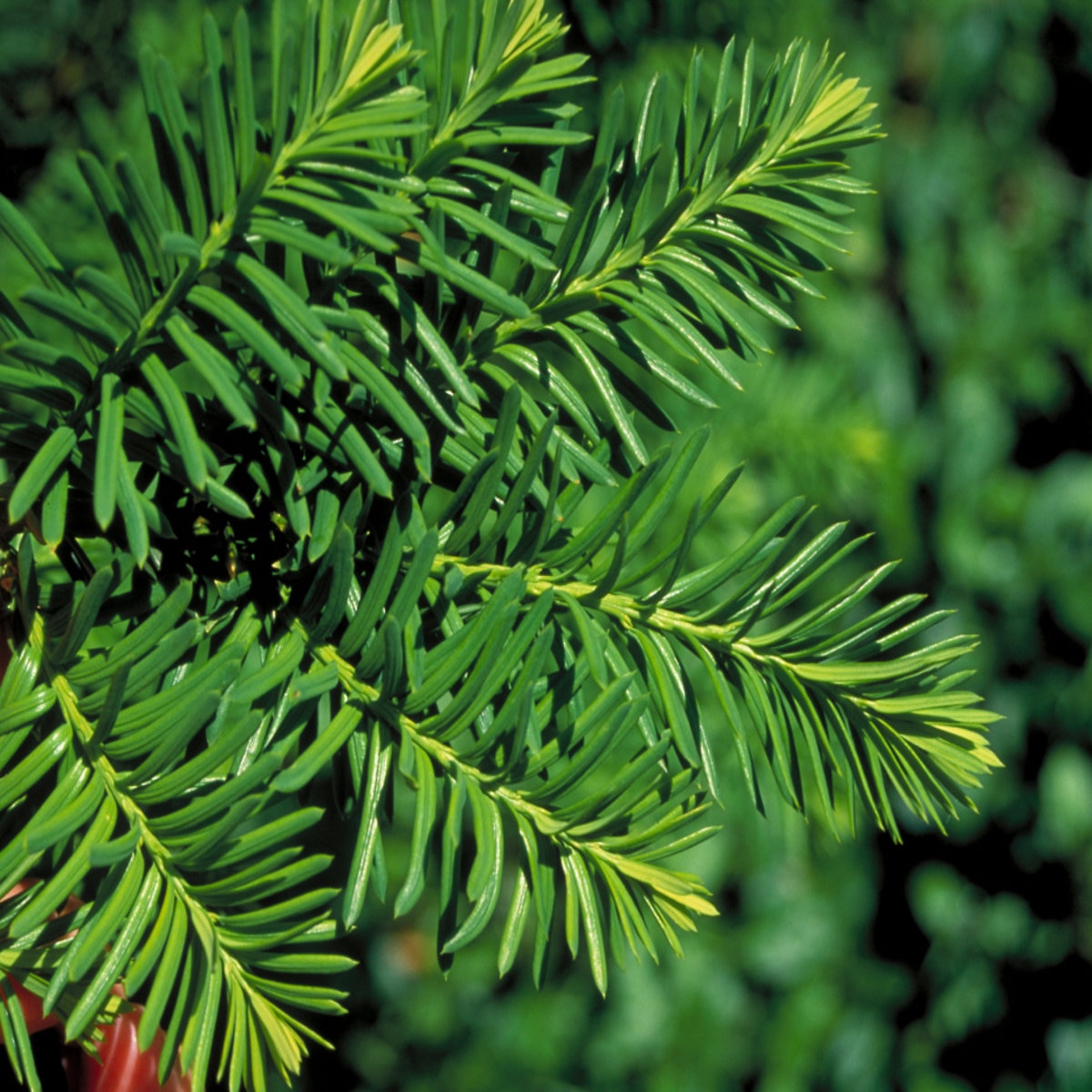 Taxus Cuspidata Nana Japanese Yew | SiteOne