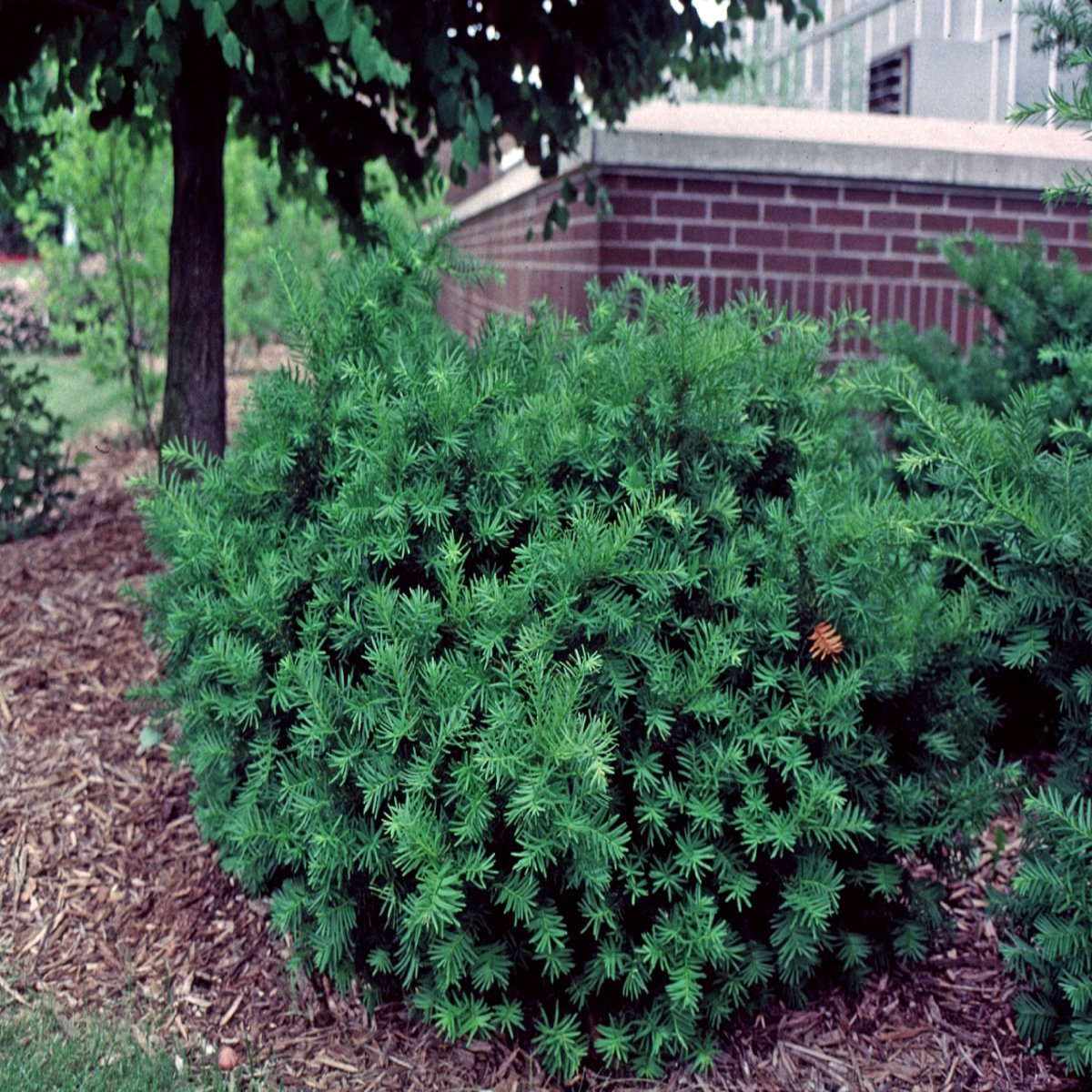 Taxus X Media Densiformis Anglojap Yew | SiteOne