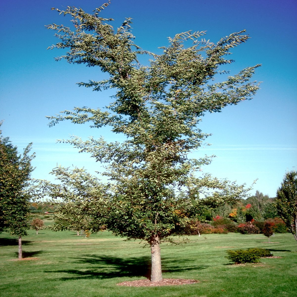 Ulmus X 'Frontier' Elm | SiteOne