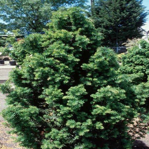 Taxus X Media Vermeulen Anglojap Yew | SiteOne